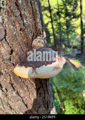Northern Red Belt (Fomitopsis mounceae Stock Photo - Alamy