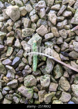 Tortricine Leafroller Moths (Tortricinae Stock Photo - Alamy