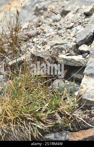 Spiked Woodrush (Luzula spicata Stock Photo - Alamy