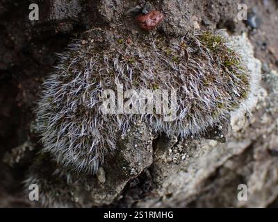 Steppe mouse-moss (Coscinodon calyptratus Stock Photo - Alamy