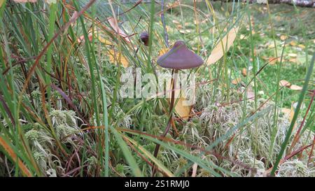 rooting bonnet (Mycena megaspora Stock Photo - Alamy