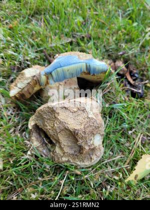 Cornflower Bolete (Gyroporus cyanescens Stock Photo - Alamy