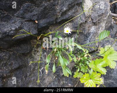 Siskiyou daisy (Erigeron cervinus Stock Photo - Alamy