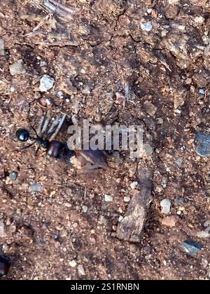 Messor barbarus, Barbary Harvester-Ant Queen Stock Photo - Alamy