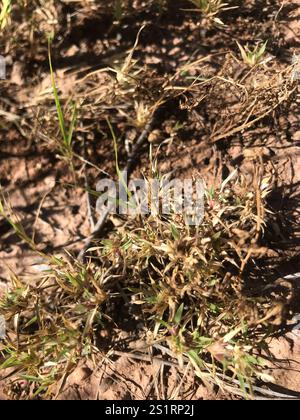 False Buffalograss (Munroa squarrosa Stock Photo - Alamy