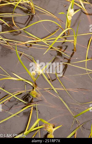 Narrow-leaved Bur-reed (Sparganium angustifolium Stock Photo - Alamy