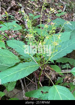 citronella horse balm (Collinsonia canadensis Stock Photo - Alamy