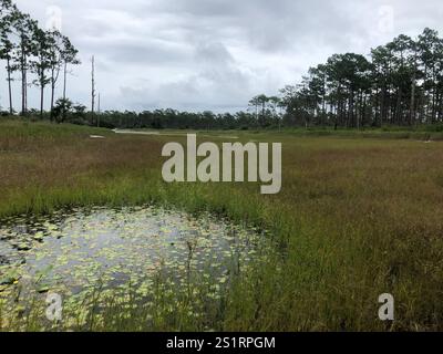 Long-beaked Bald-rush (Rhynchospora scirpoides Stock Photo - Alamy