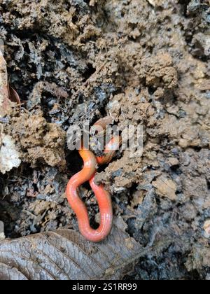 Adorned Graceful Brown Snake (Rhadinaea decorata), Costa Rica Stock ...