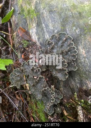 horizontal pelt lichen (Peltigera horizontalis Stock Photo - Alamy