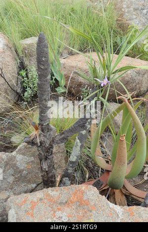 Monkeys Tail (Xerophyta retinervis Stock Photo - Alamy