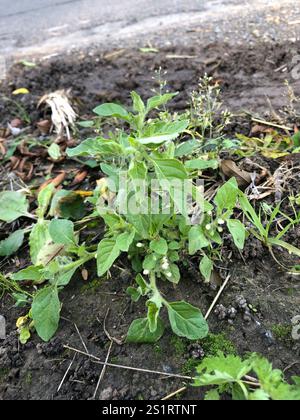 Green Nightshade (Solanum nitidibaccatum Stock Photo - Alamy