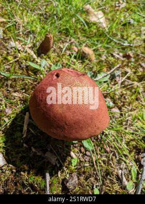 two-colored bolete (Baorangia bicolor) Fungi Stock Photo - Alamy