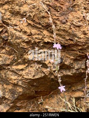 rod wirelettuce (Stephanomeria virgata Stock Photo - Alamy