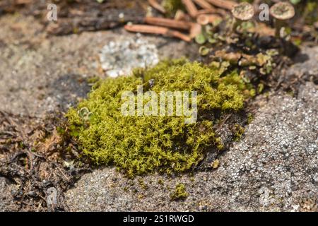 Twisted Moss (Tortella tortuosa Stock Photo - Alamy