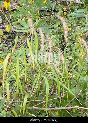 river wild rye (Elymus riparius Stock Photo - Alamy