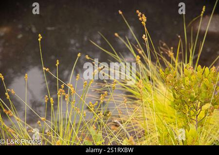 prickly bog sedge (Carex atlantica), Plantae, Pisgah National Forest ...