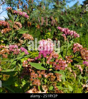 marsh fleabane (Pluchea odorata Stock Photo - Alamy