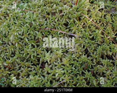 Papillose Peatmoss (Sphagnum papillosum Stock Photo - Alamy
