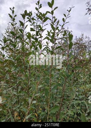 Rusty Willow (Salix atrocinerea Stock Photo - Alamy