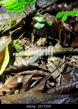 Painted Forest Toadlet (Engystomops petersi Stock Photo - Alamy