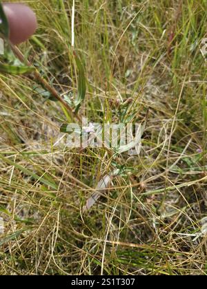 western aster (Symphyotrichum ascendens Stock Photo - Alamy