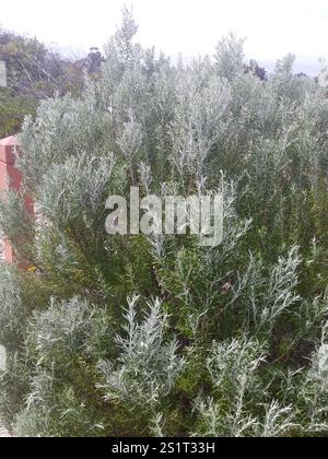 Coastal Daisy-Bush (Olearia axillaris Stock Photo - Alamy