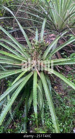 piñuela (Bromelia pinguin Stock Photo - Alamy