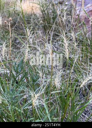 Squirreltail (Elymus elymoides Stock Photo - Alamy