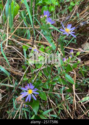 late purple aster (Symphyotrichum patens Stock Photo - Alamy