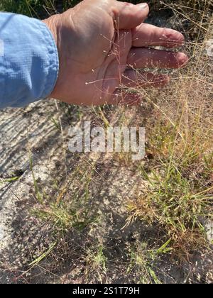 scratch grass (Muhlenbergia asperifolia Stock Photo - Alamy