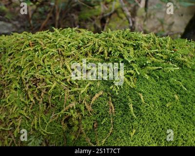 Bolander's claopodium moss (Claopodium bolanderi Stock Photo - Alamy