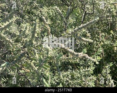 Escobilla Butterflybush (Buddleja scordioides Stock Photo - Alamy