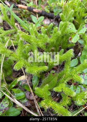 ground and creeping clubmosses (Lycopodium Stock Photo - Alamy