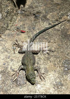 Blue-Green Smooth-throated Lizard (Liolaemus tenuis Stock Photo - Alamy