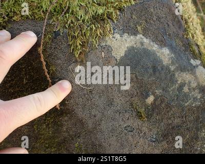 White-rimmed shingle lichen (Fuscopannaria leucosticta Stock Photo - Alamy