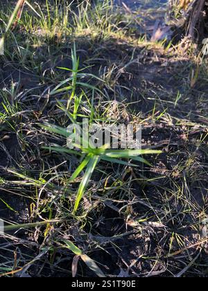 Three-way Sedge (Dulichium arundinaceum Stock Photo - Alamy