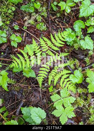Pacific oak fern (Gymnocarpium disjunctum Stock Photo - Alamy