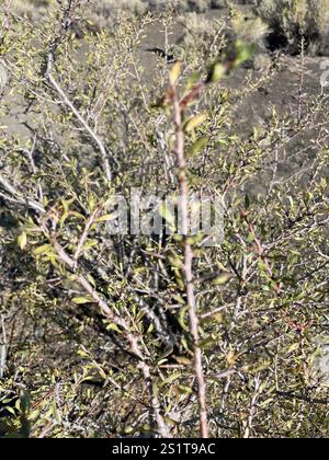 Desert Peach (Prunus andersonii Stock Photo - Alamy
