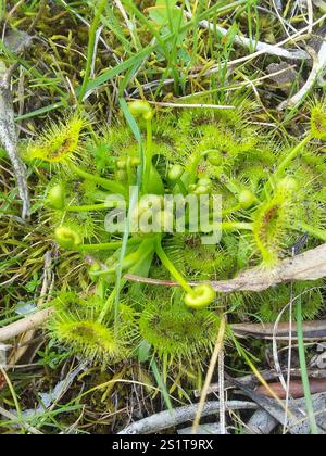 Grassland Sundew (Drosera hookeri Stock Photo - Alamy