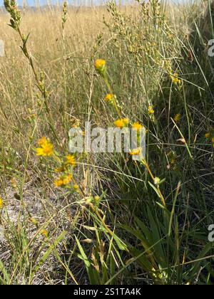 clustered goldenweed (Pyrrocoma racemosa Stock Photo - Alamy