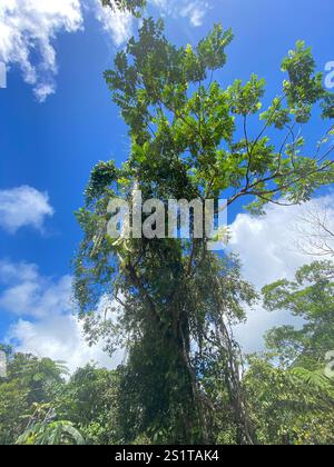 Matchbox Bean (Entada phaseoloides Stock Photo - Alamy