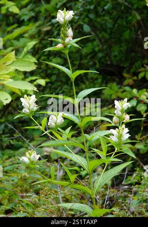 white turtlehead (Chelone glabra Stock Photo - Alamy