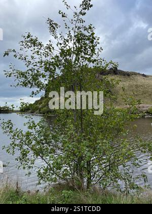 Rusty Willow (Salix atrocinerea Stock Photo - Alamy