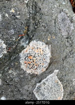 concentric boulder lichen (Porpidia crustulata) Fungi Stock Photo - Alamy
