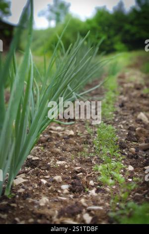 A view of carrots growing in the open air Stock Photo - Alamy