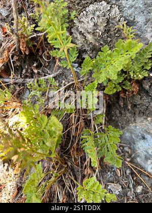 Cascade parsley fern (Cryptogramma cascadensis Stock Photo - Alamy