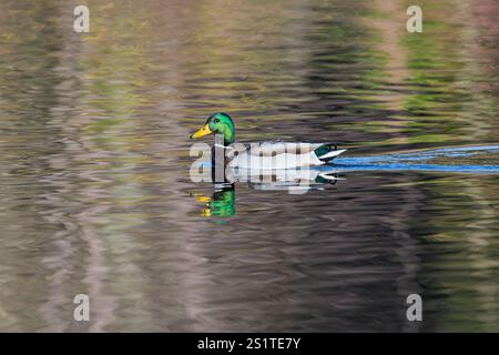 Male Mallard Duck swimming at Whitaker Ponds Nature Park in Portland ...