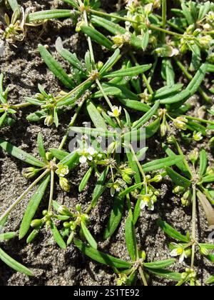 Mollugo verticillata L Stock Photo - Alamy