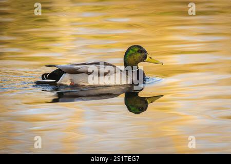 Male Mallard Duck swimming at Whitaker Ponds Nature Park in Portland ...